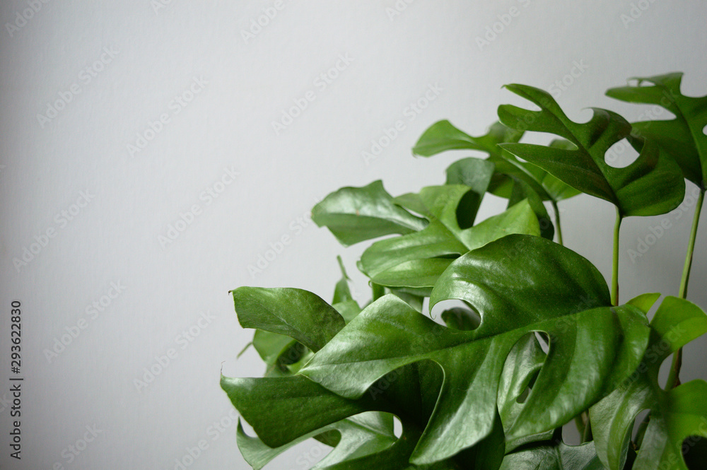 Mini Monstera minima, Philodendron Ginny, Piccolo (Rhaphidophora ...