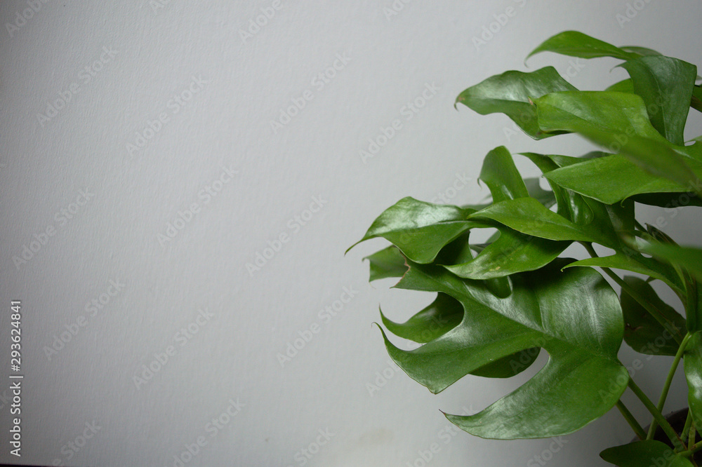 Mini Monstera minima, Philodendron Ginny, Piccolo (Rhaphidophora ...
