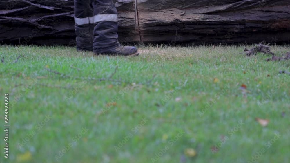 Deforestation logging close up chainsaw being used to cut down a tree ...