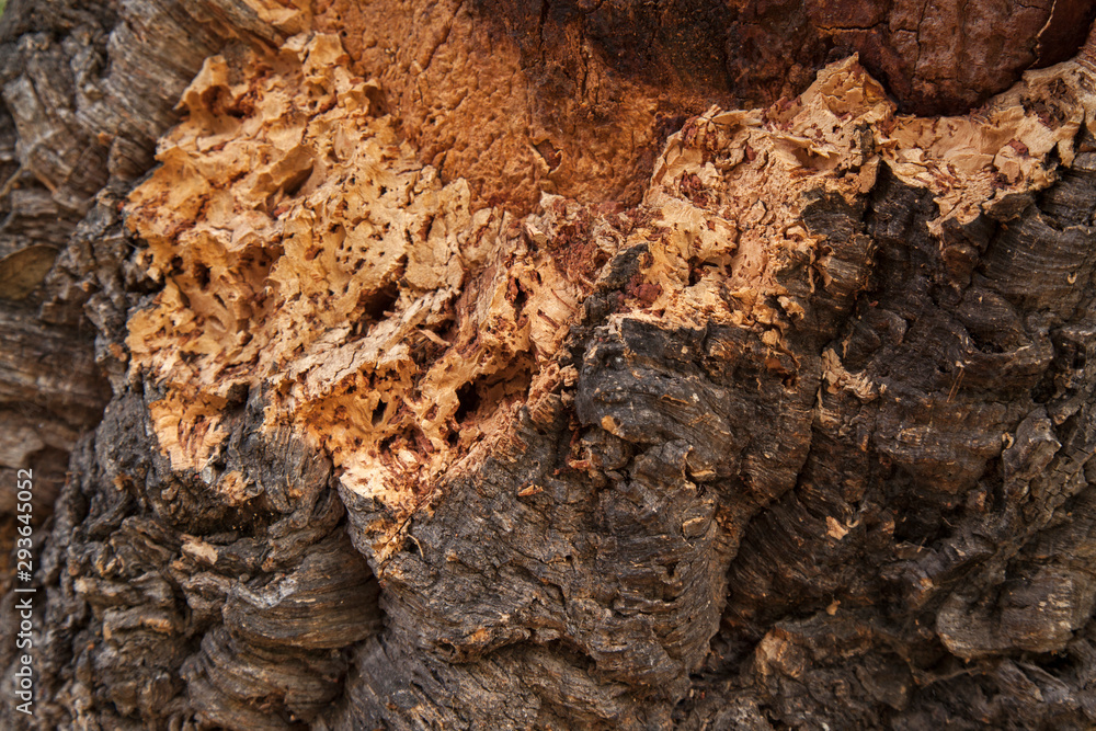 Bark of Quercus suber, commonly called the cork oak Stock Photo | Adobe ...