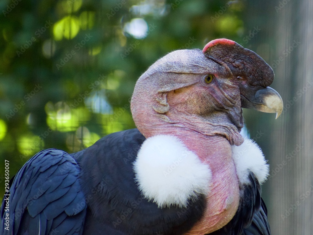 Male Andean Condor up close head and shoulders against a green ...