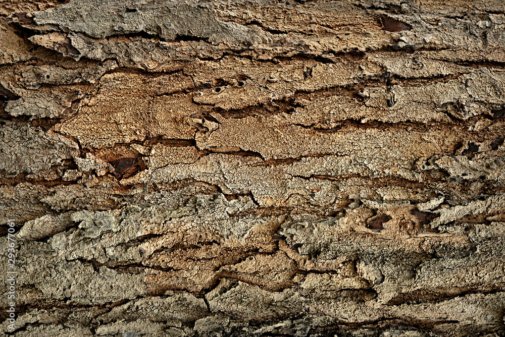 Closeup of tree bark skin for background. Stock Photo | Adobe Stock