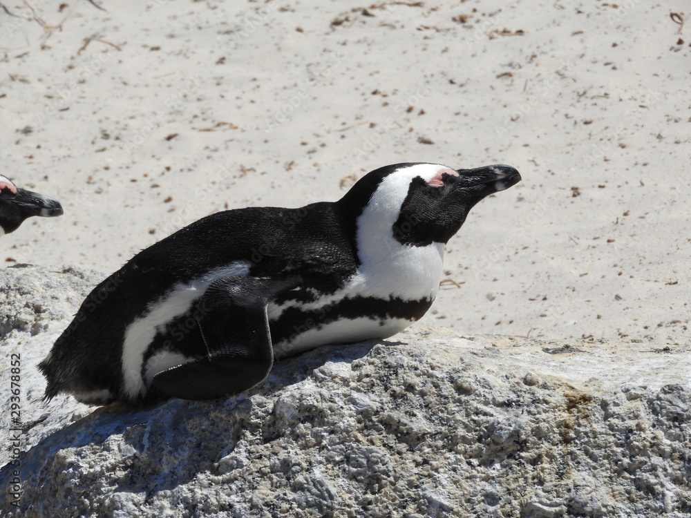Pinguin on the beach in the sun, lying down, Boulders Beach Stock Photo ...