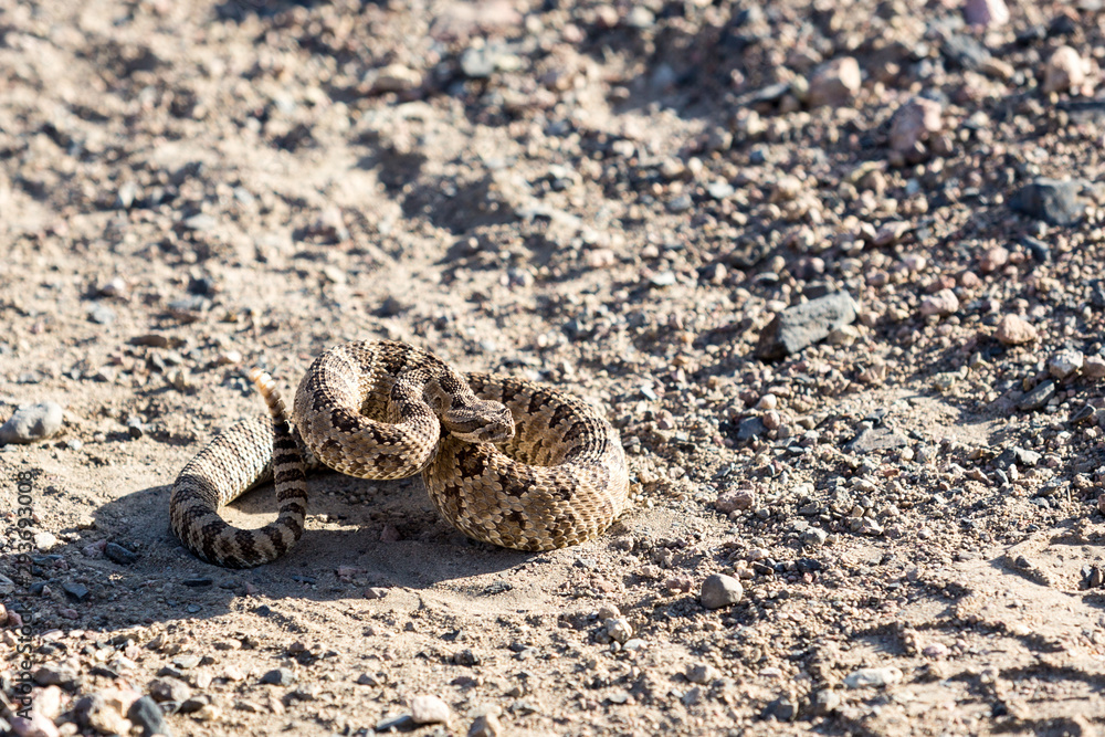 Angry coiled rattlesnake in nevada by pyramid lake Stock Photo | Adobe ...