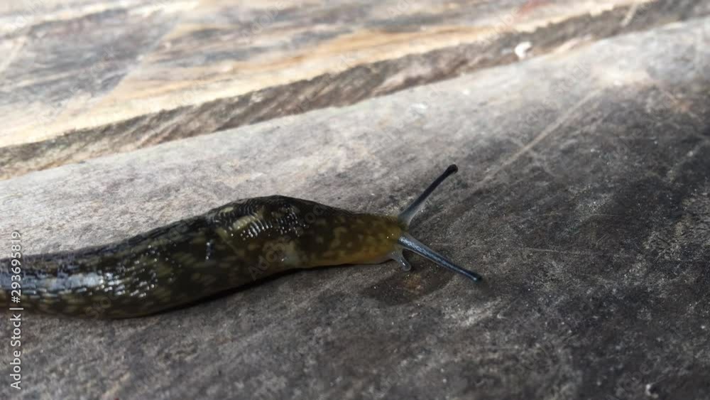 A slugging slow moving slug takes forever to move slowly across a ...