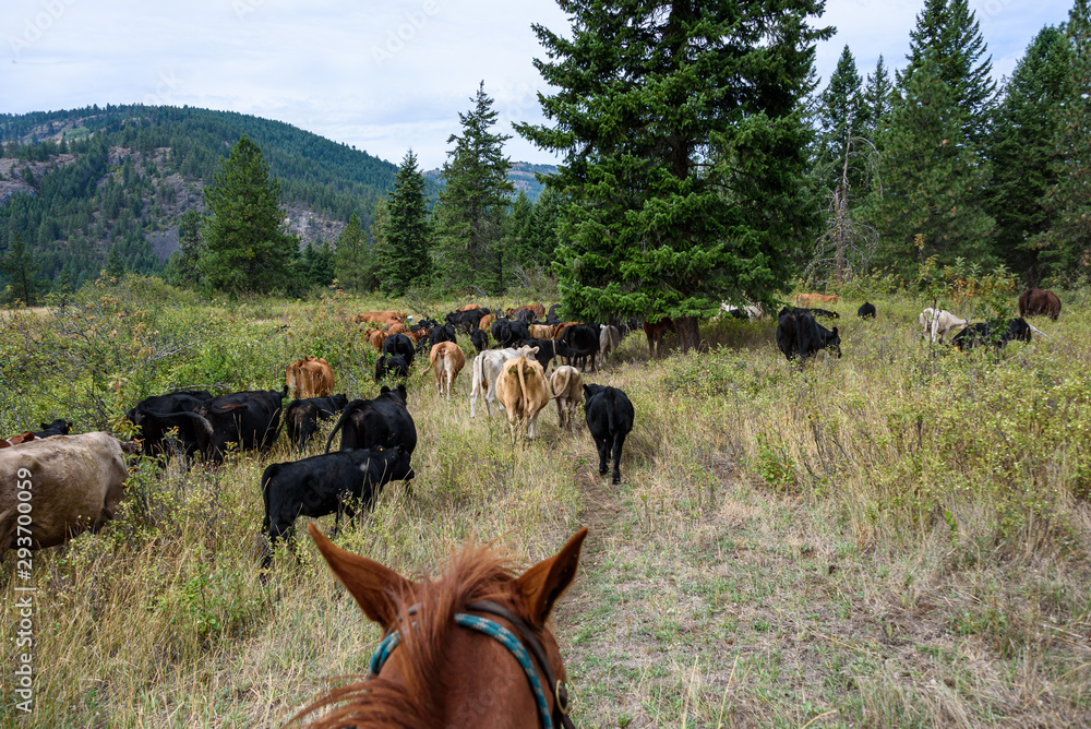 Foto de Cattle drive from the perspective of wrangler, grassland, trees ...