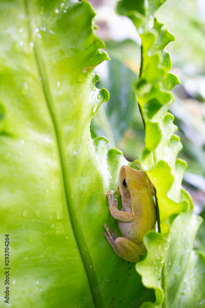 Frog, Polypedates leucomystax,polypedates maculatus on Green leaf ...
