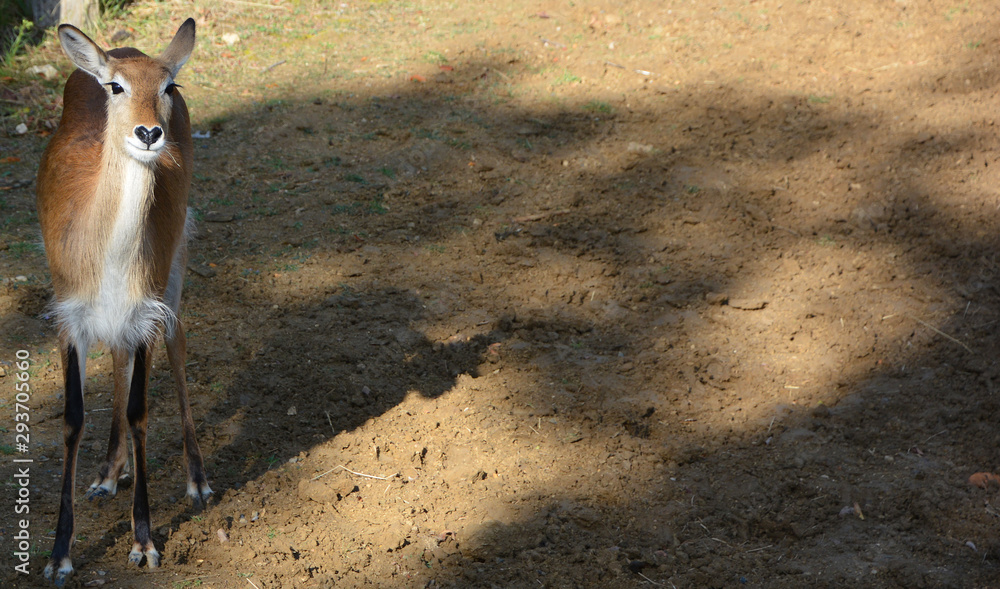 are two species of South American deer from the genus Pudu, and are the ...