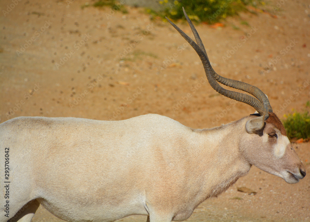 Addax (Addax nasomaculatus), also known as the white antelope and the ...