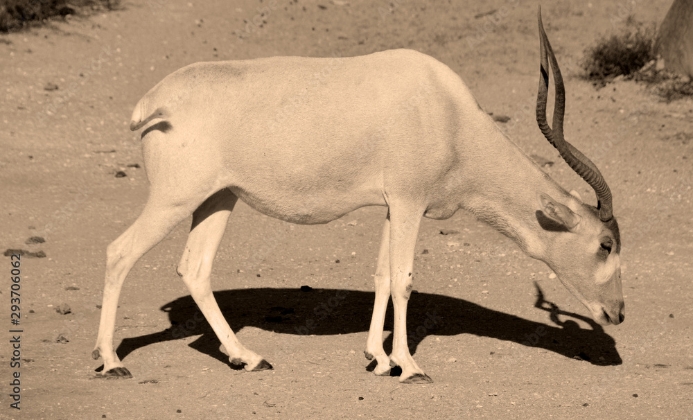 Addax (Addax nasomaculatus), also known as the white antelope and the ...