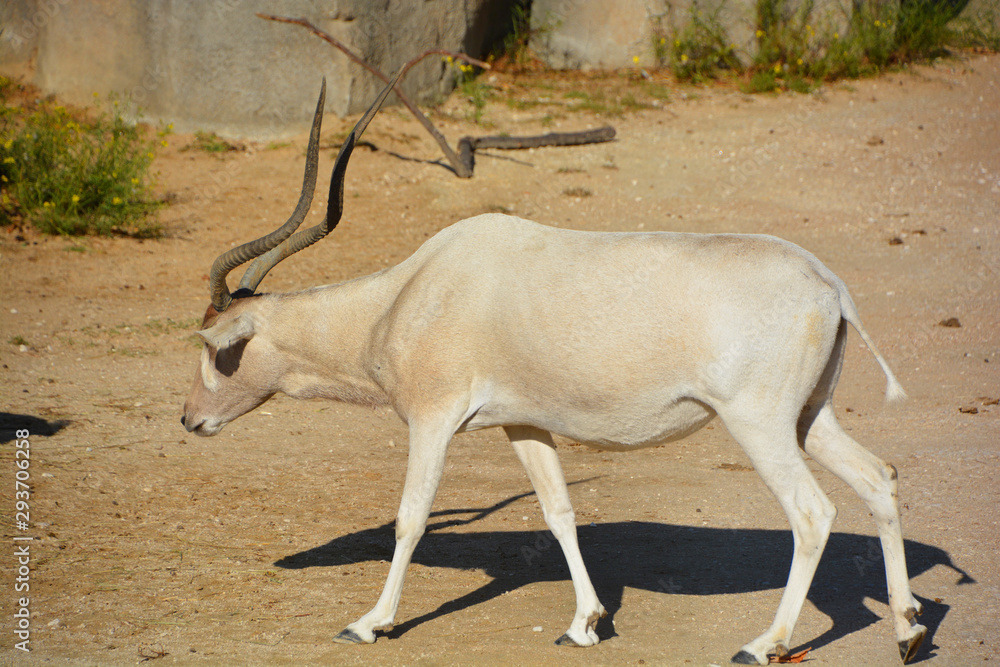 Addax (Addax nasomaculatus), also known as the white antelope and the ...