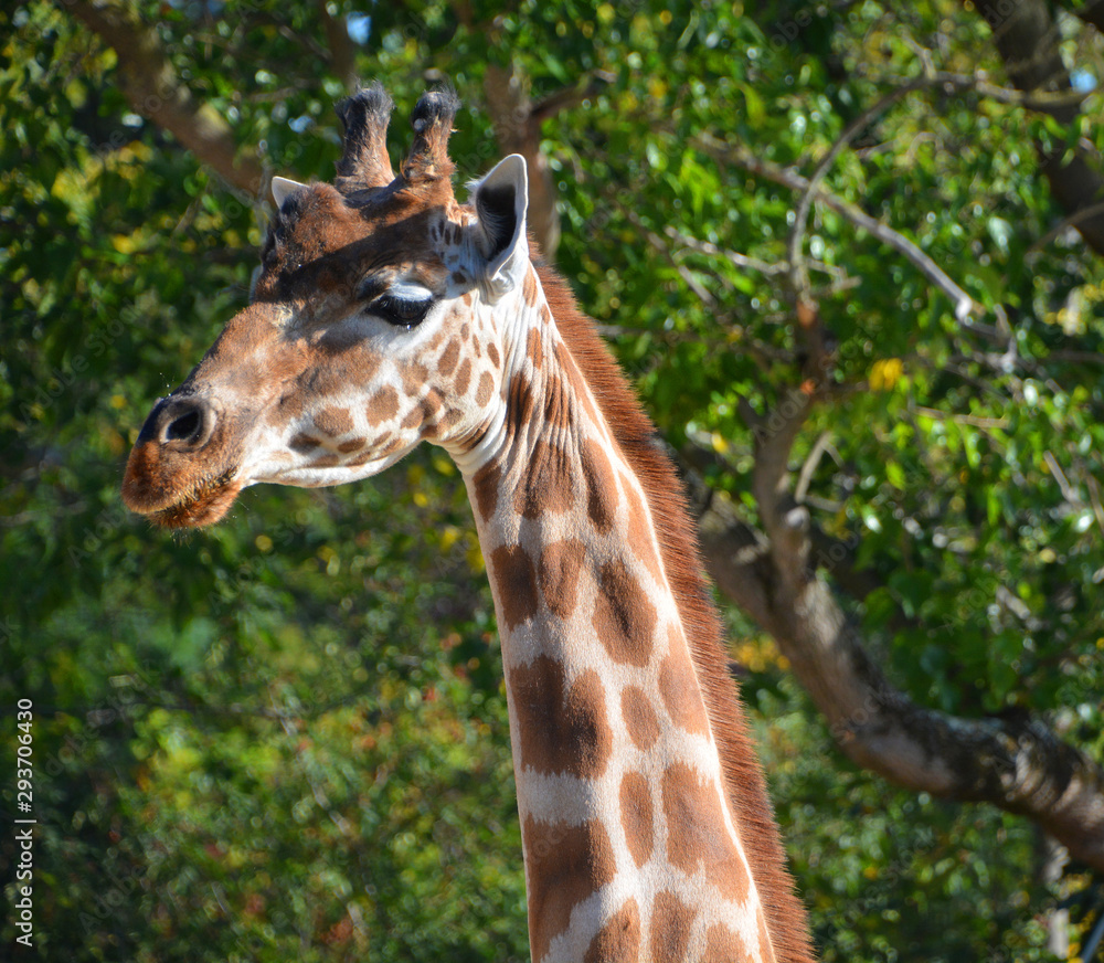 The giraffe is the tallest land animal in the world and can grow up to ...