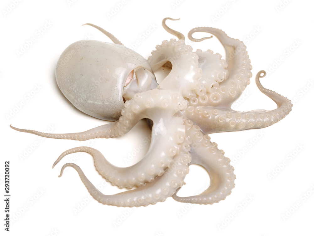 Octopus on white background Stock Photo | Adobe Stock