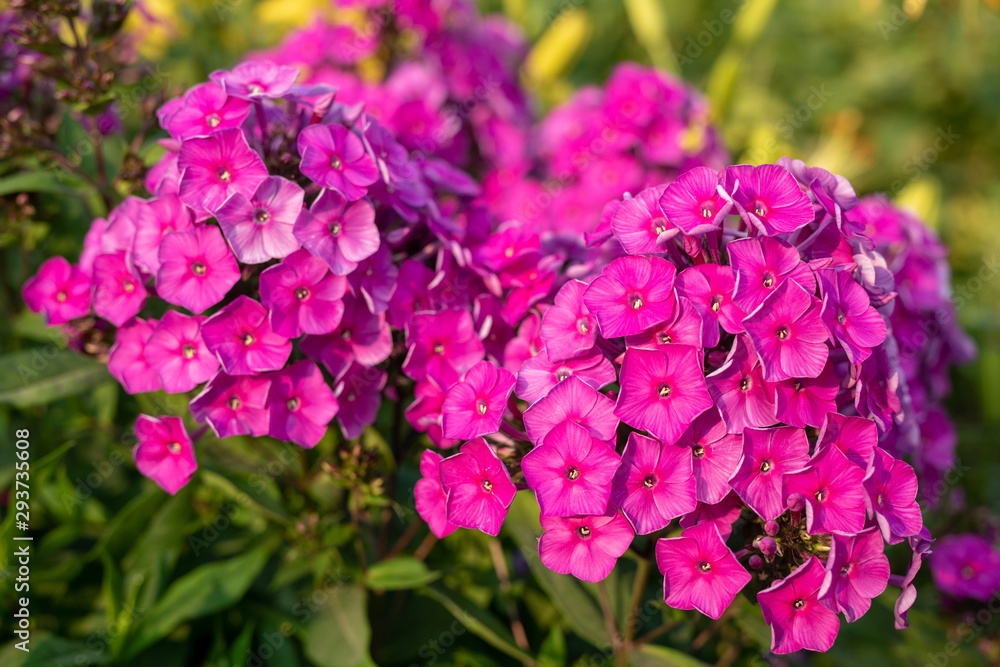Purple flame flowers of Phlox paniculata, garden phlox flower ...