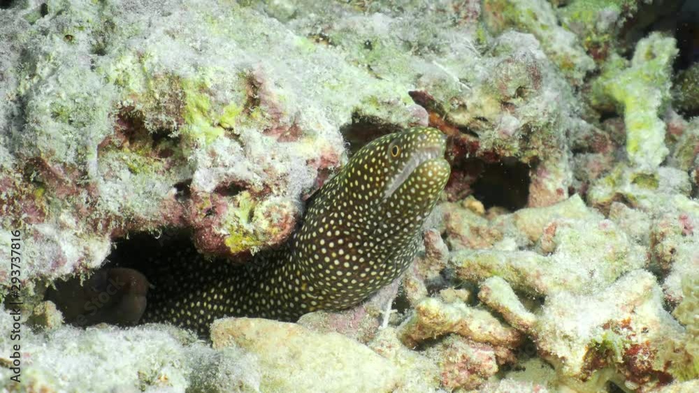 White-mouth moray breathing (Gymnothorax meleagris). A two individuals ...
