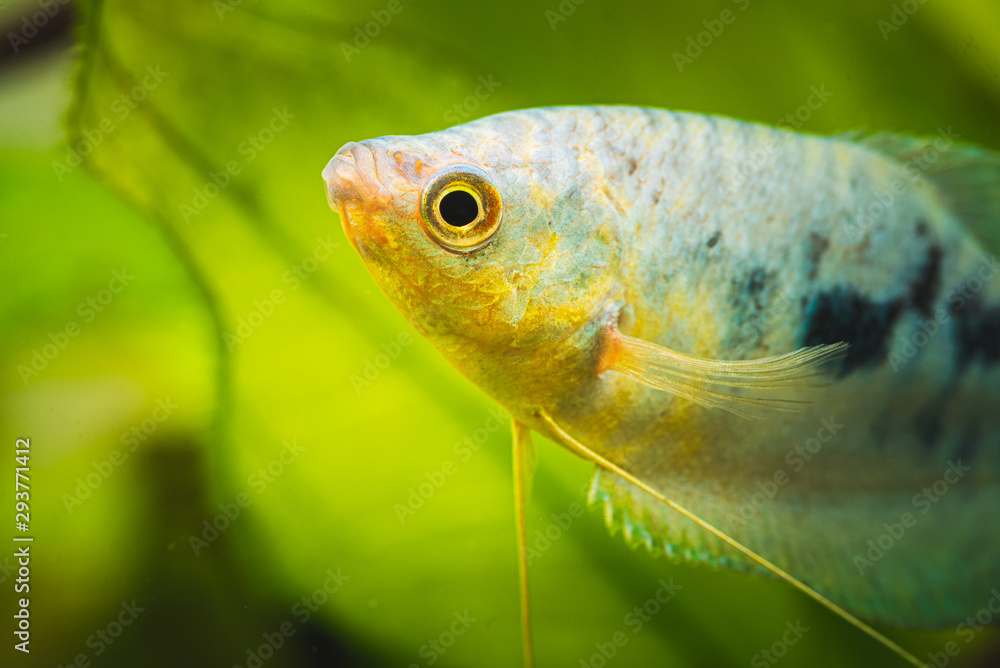 Opaline Gourami Trichopodus trichopterus tropical aquarium fish Stock ...