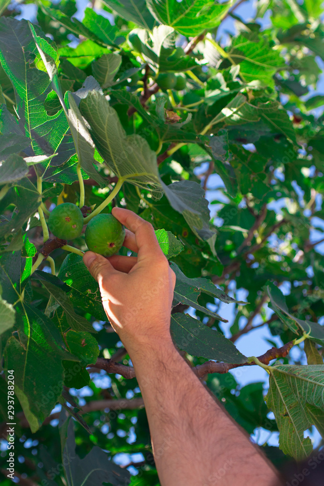 Fresh Fruit Tree Wallpaper