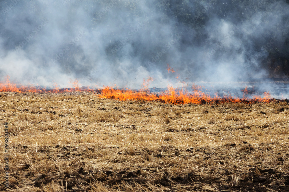 Dry forest and steppe fires completely destroy fields and steppes ...