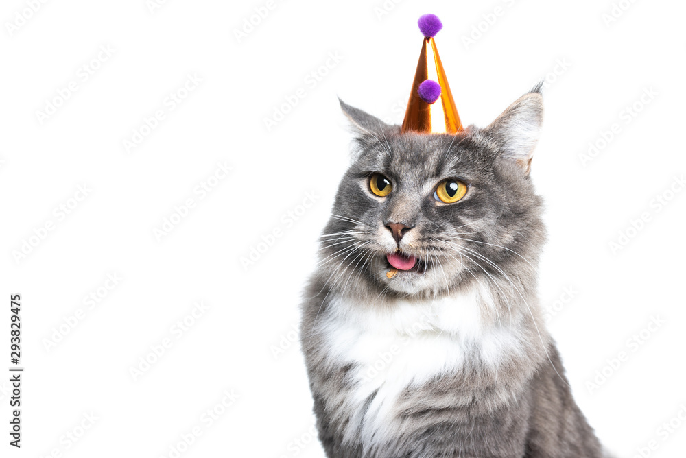 funny studio portrait of a one year old blue tabby maine coon cat ...