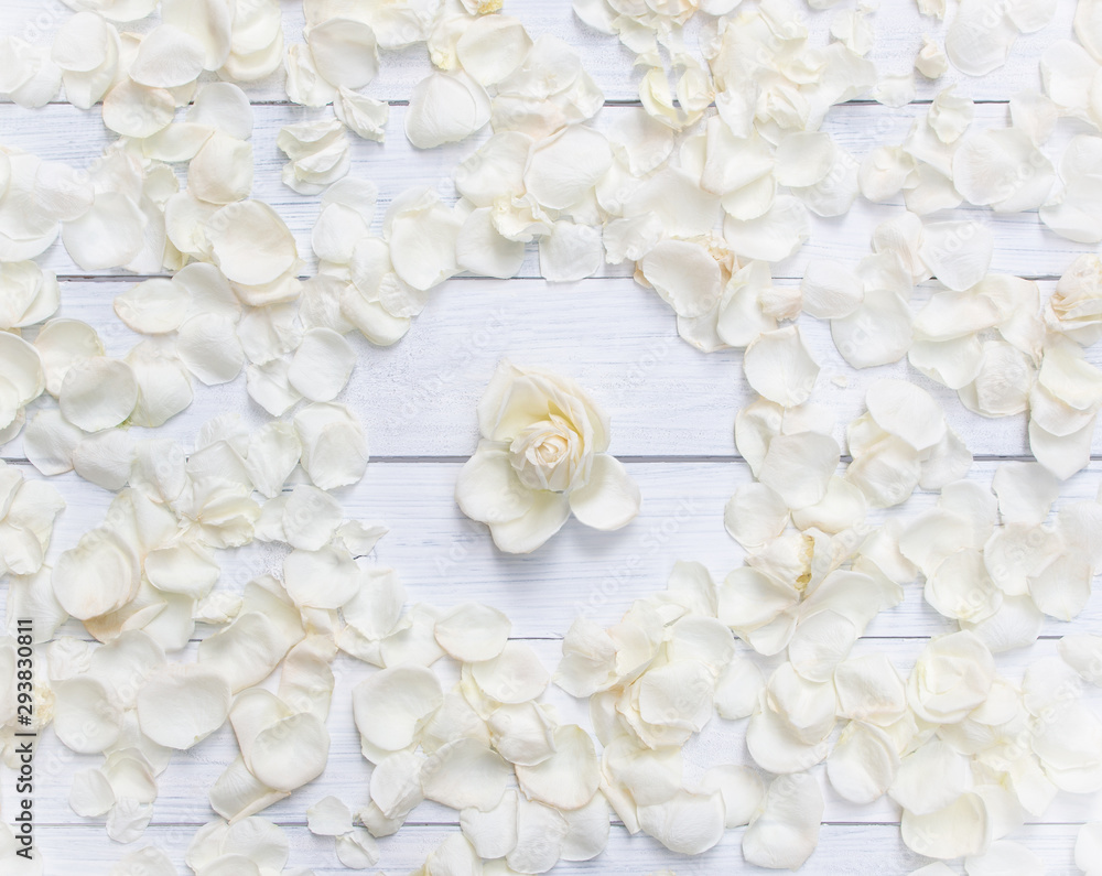 White Rose Petal Backgrounds