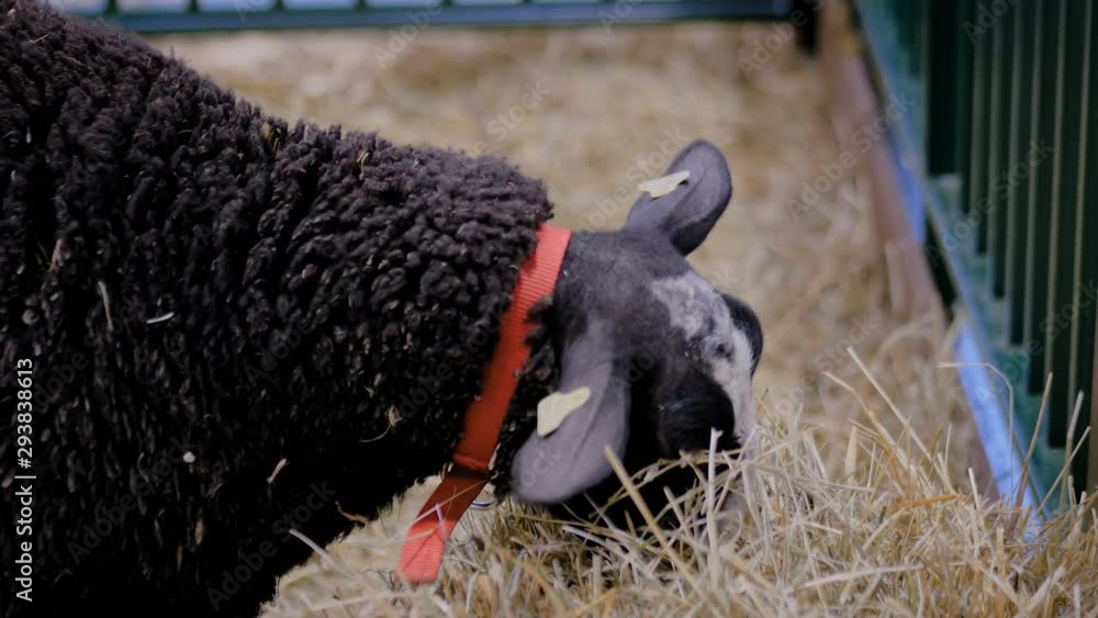Black fluffy sheep eating hay at agricultural animal exhibition, small ...