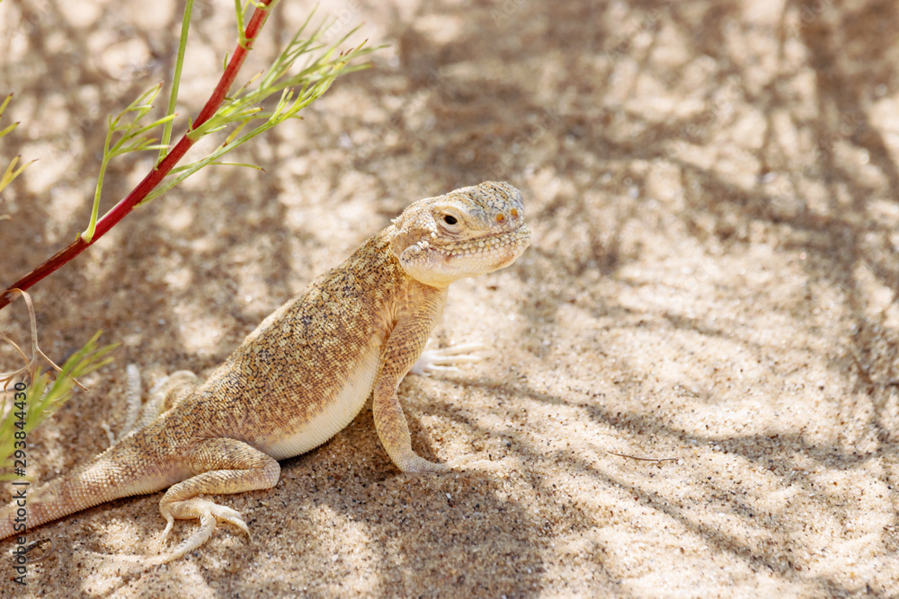 Toadhead agama Phrynocephalus mystaceus on a sand dune in Dagestan ...