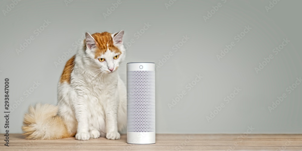 Cute tabby cat listening to a voice controlled smart speaker. Panoramic ...