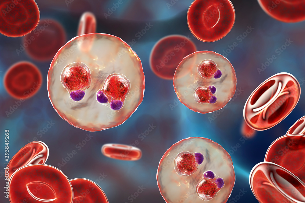 The malaria-infected red blood cells. 3D illustration showing ring-form ...