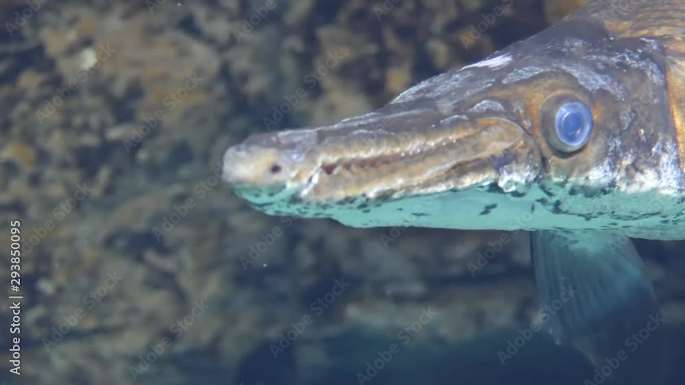Video „Longnose gar (Lepisosteus osseus), also known as needlenose gar ...