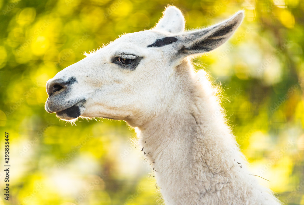 Llama Head And Neck