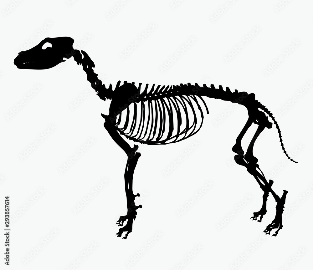 skeleton of a wolf vector illustration Stock Vector | Adobe Stock