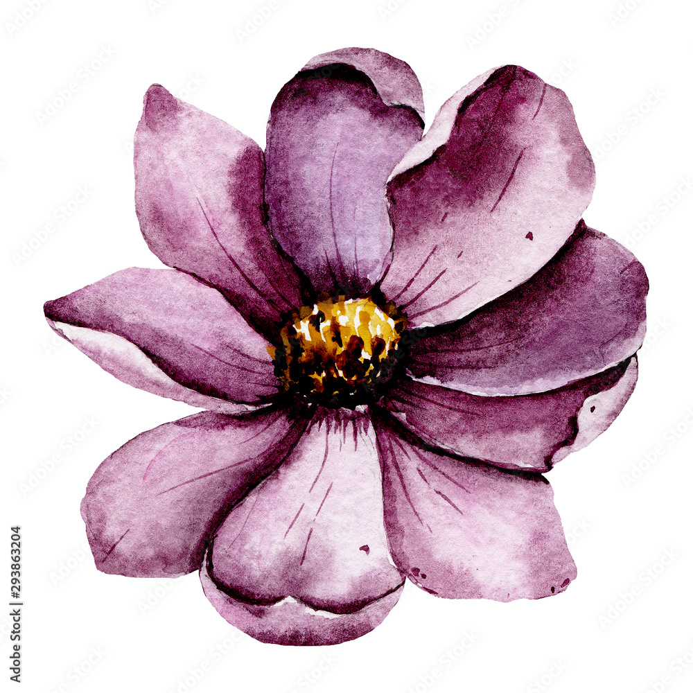 Watercolor purple flower. Floral illustration isolated on white ...