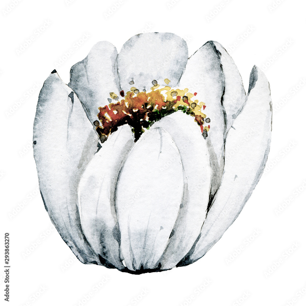 Watercolor white flower. Floral illustration isolated on white ...