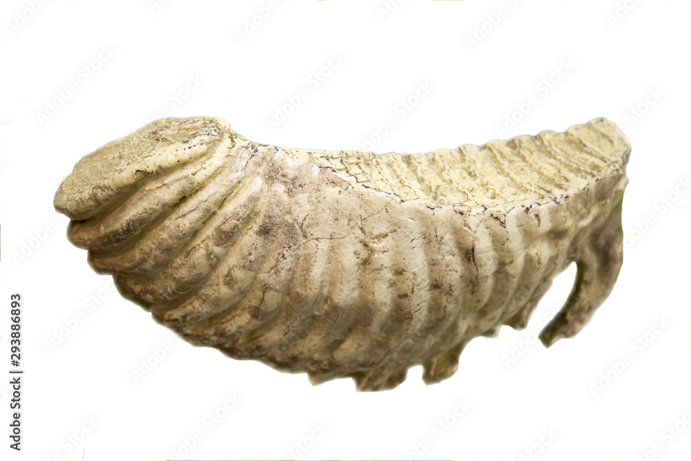 Elephant Molar