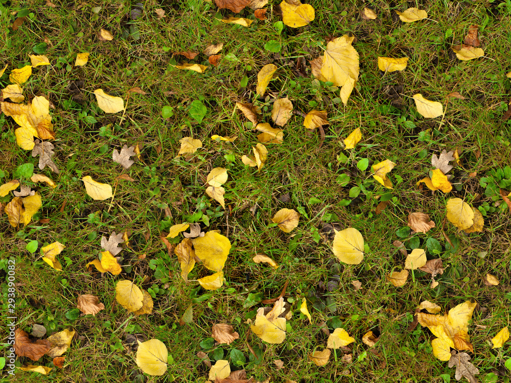 Seamless autumn grass texture with foliage Stock Photo | Adobe Stock
