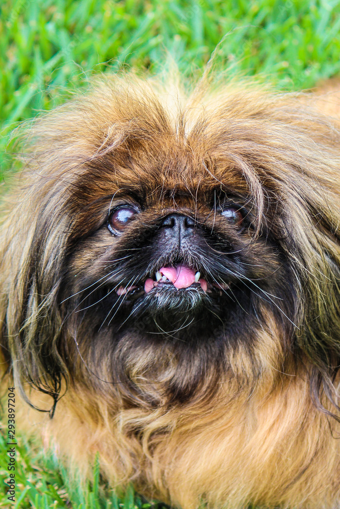 Cute brown long-haired Pekingese dog, adult female. Also known as ...