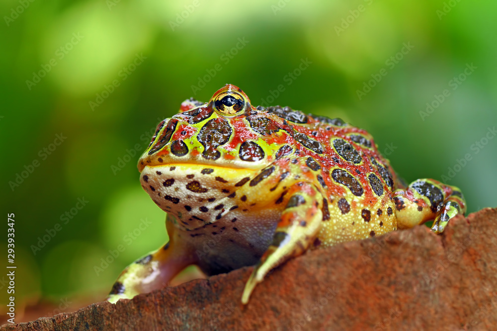 the high red ornate frog, ceratophrys ornata or was called in pac man ...