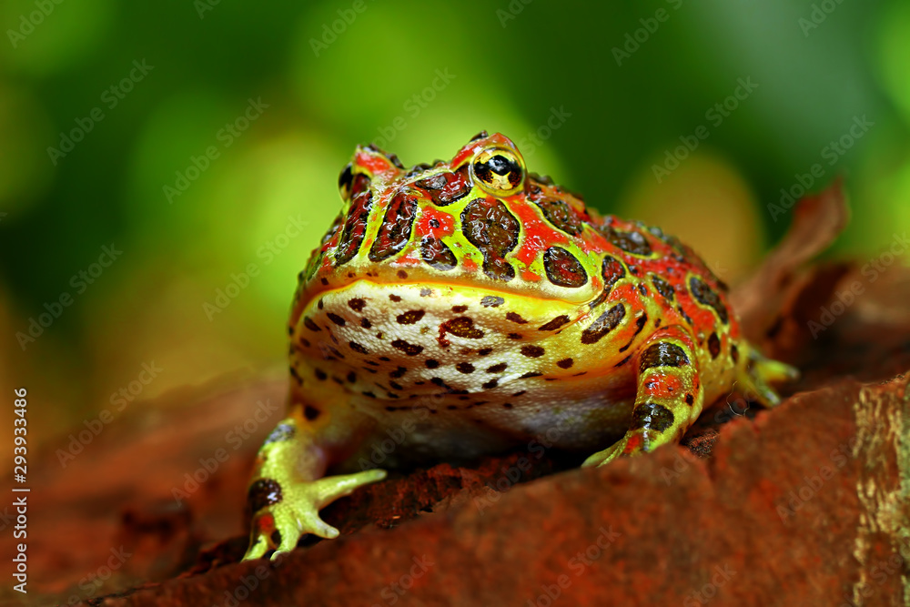 the high red ornate frog, ceratophrys ornata or was called in pac man ...