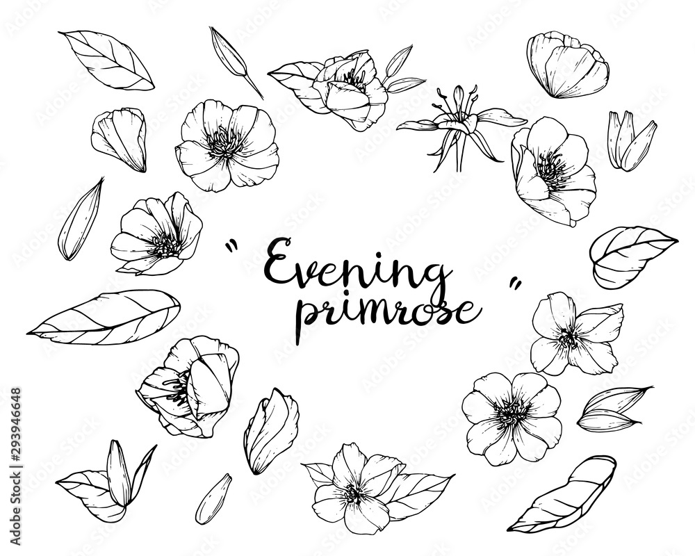 Sketch Floral Botany Collection. Evening primrose flower drawings ...
