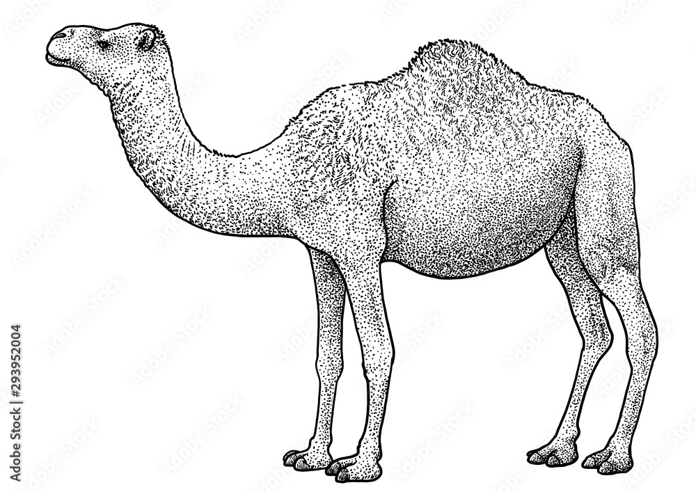 Arabian camel, dromedary illustration, drawing, engraving, ink, line ...