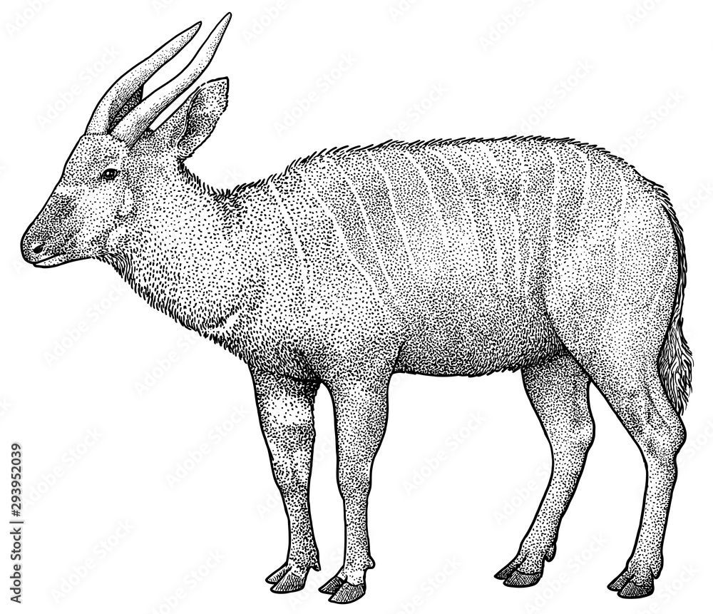 Bongo illustration, drawing, engraving, ink, line art, vector Stock ...