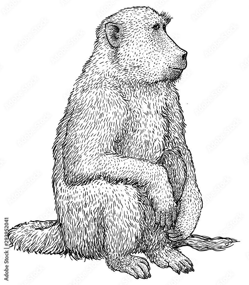 Baboon illustration, drawing, engraving, ink, line art, vector Stock ...