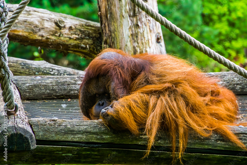 Angry Orangutan