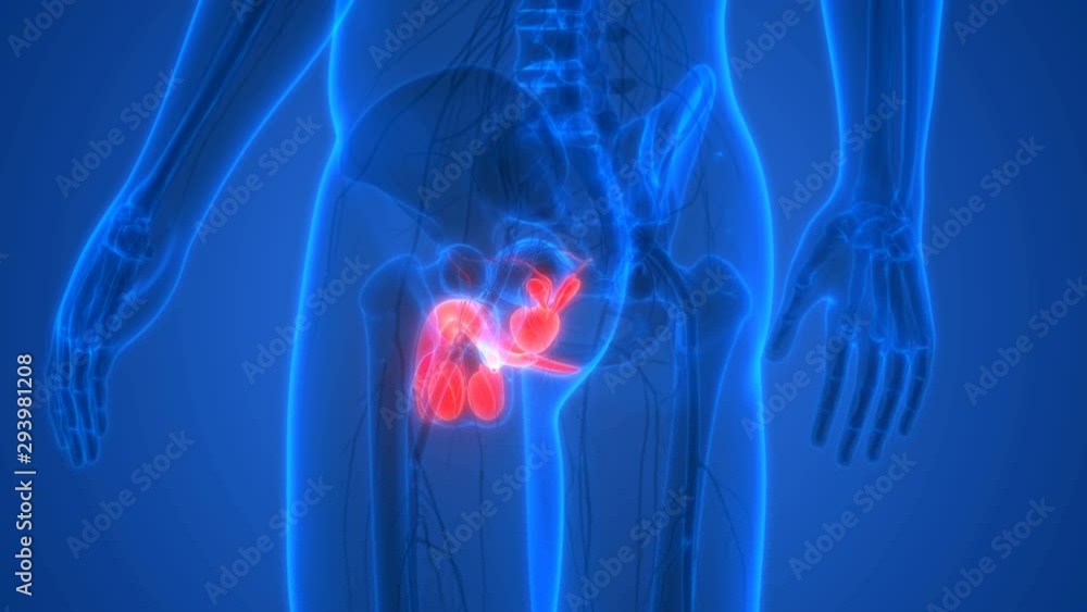 Male Reproductive System Anatomy Stock Video | Adobe Stock