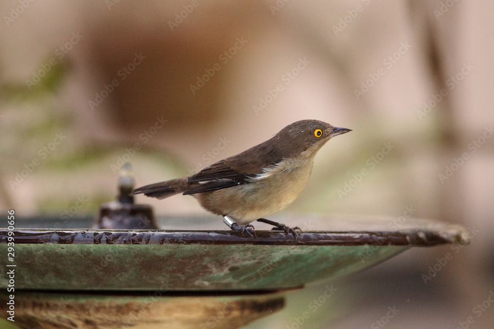 Female Black-faced Dacnis bird Dacnis lineata Stock Photo | Adobe Stock