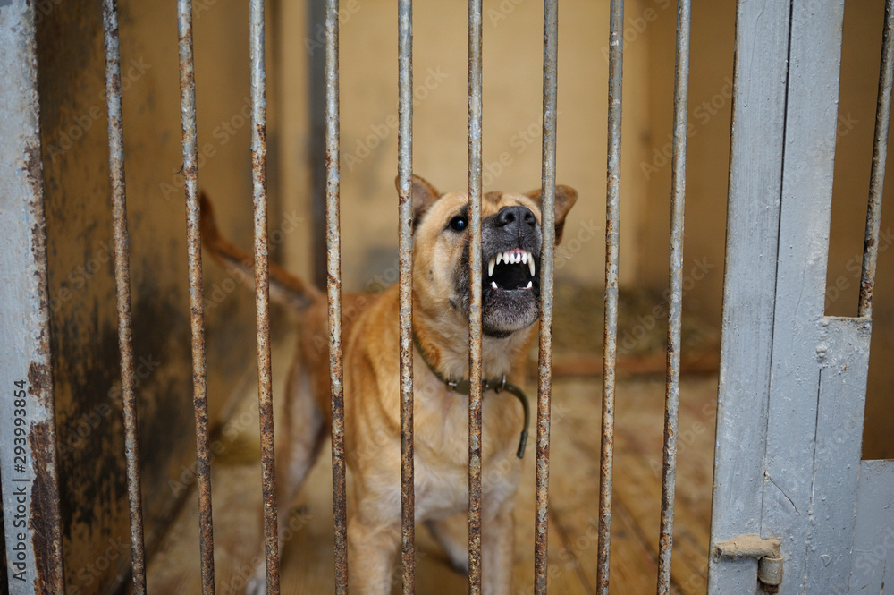Animal abuse. Aggressive stray dog snarling behind bars in the aviary ...