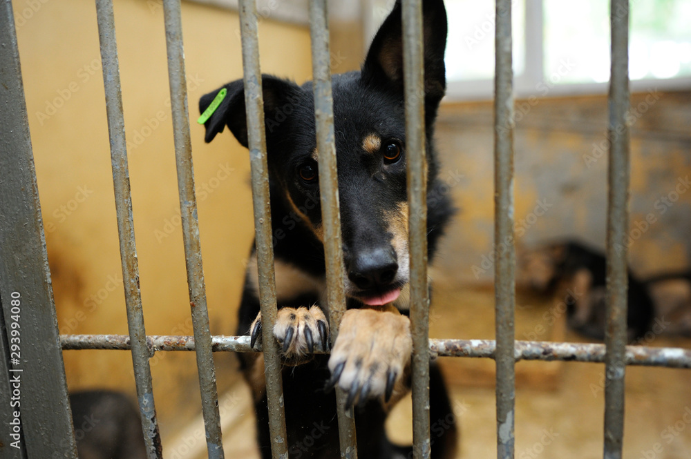 Sad Abused Animals In Shelters