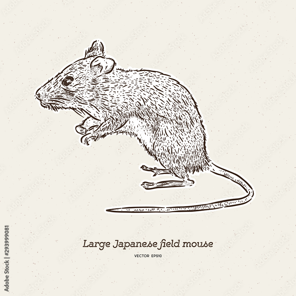 The large Japanese field mouse (Apodemus speciosus), hand draw sketch ...