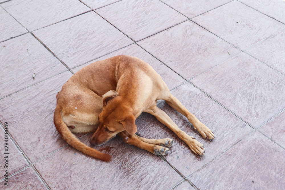 Are Dogs Cold When They Curl Up