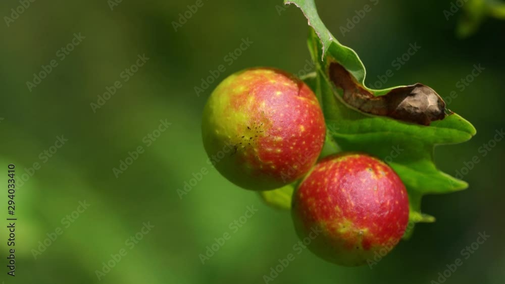 Gall on an Oak tree caused by a wasp larva Cherry gall (Diplolepis ...